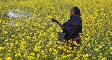 GEAC Approves Commercial Cultivation Of Genetically Modified Mustard ...
