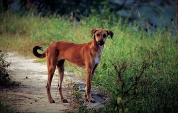Rajasthan Becomes First State To Issue Guidelines For Stray Dog ...