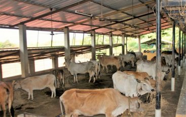 Haryana Introduces Rs 5 Cow Cess In New Excise Policy - BW Businessworld