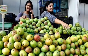 Indian Mango Exports Reach New Heights, Surging 19% To USA In 2023-24 ...
