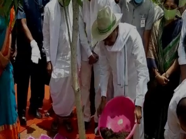 Telangana CM launches sixth phase of Haritha Haram programme - BW ...