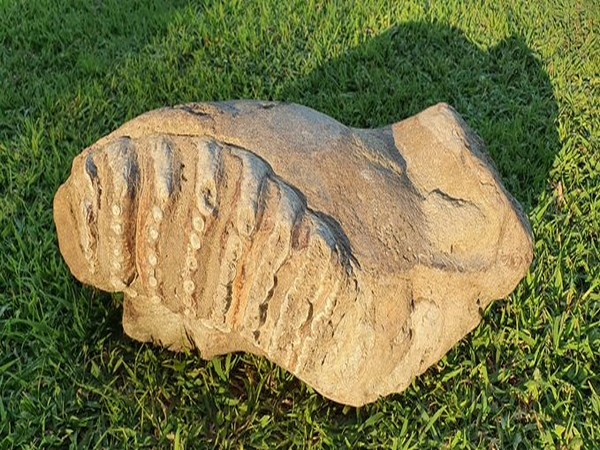 Fossil of elephant ranging between 5 to 8 million years found in UP's ...