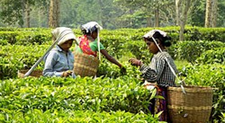 Guwahati Tea Auction Centre Brews Record Sales In FY25 - BW Businessworld