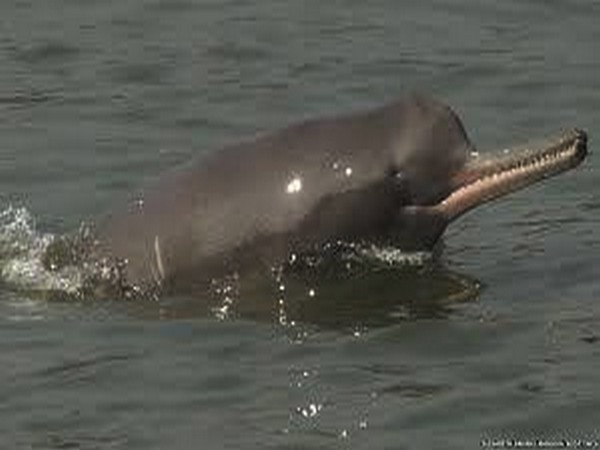 India, Bangladesh, Nepal, Myanmar join hands to enhance conservation of ...