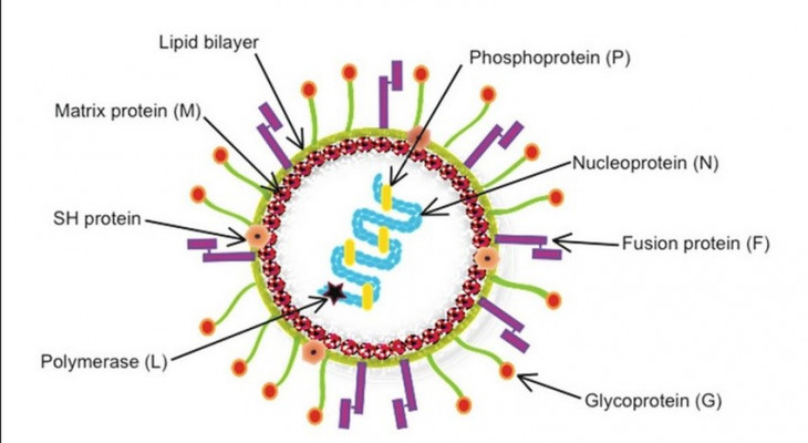 Human Metapneumovirus (HMPV): What You Should Know - BW Healthcare World