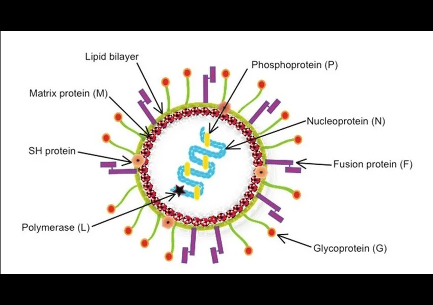 Human Metapneumovirus (HMPV): What You Should Know - BW Healthcare World