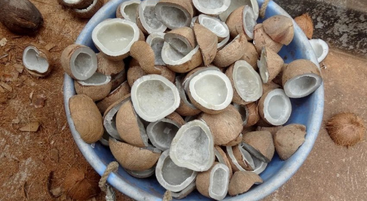 Cabinet Approves MSP For Copra For 2026 Season - BW Businessworld