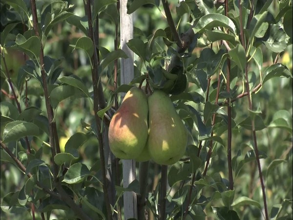 Sher-e-Kashmir University introduces high-density pears - BW Businessworld