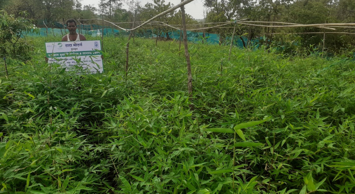 Tata Motors Plants Over One Million Trees In Maharashtra’s Tribal Interiors