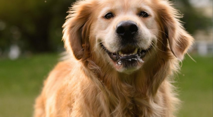 Golden Retriever Joins As Happiness Officer At Hyderabad Startup - BW ...