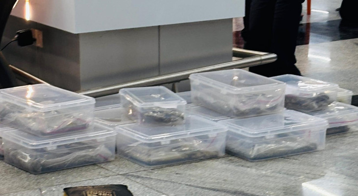 CISF, DRI seize cannabis worth Rs. 17.5 crores from Surat airport - BW ...