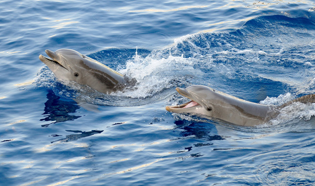India's First Dolphin Reserve To Come Up In Bengal - BW Businessworld