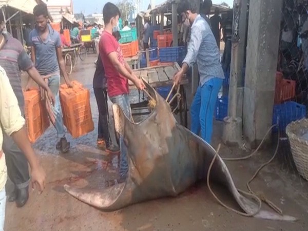 Giant Devil Ray weighing 600 kgs caught in West Bengal - BW Businessworld