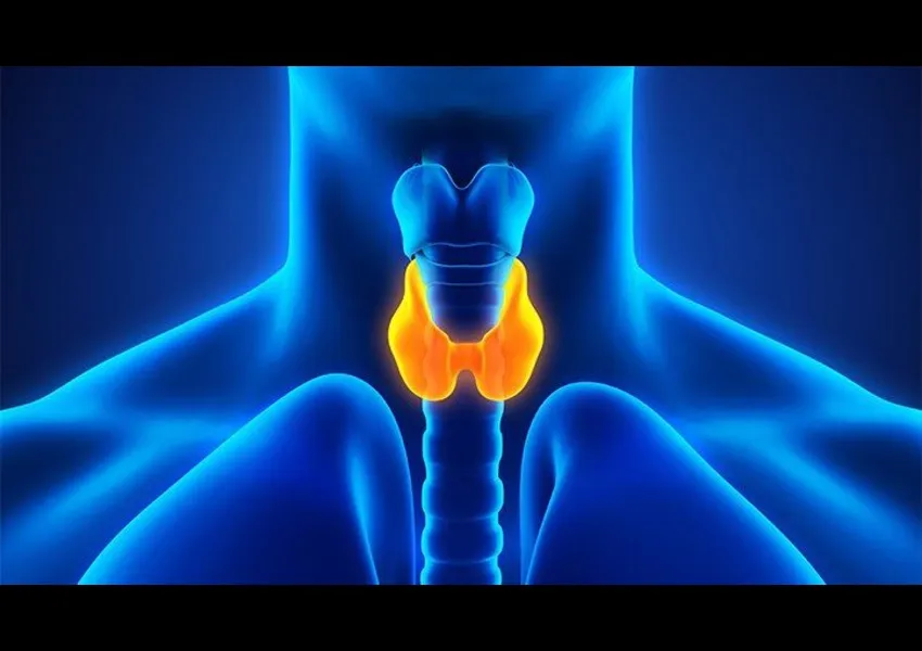 How Thyroid Affects Fertility - BW Healthcare World