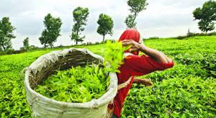 Assam Tea Industry Thrives Despite Climate Impact, Sets New Revenue ...