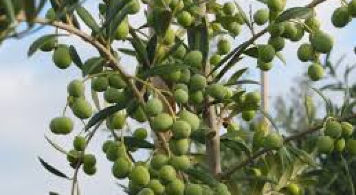 Climate Pressures Drive Volatility In Olive Oil Market Despite ...