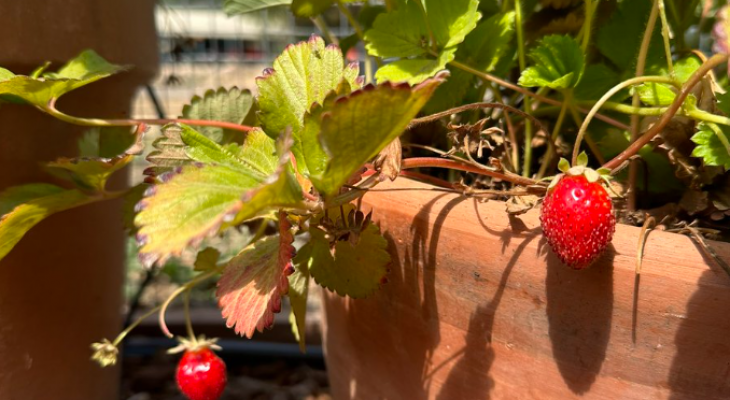Sam Altman Teases Project Strawberry, Hints Breakthrough In AI ...