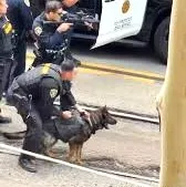US Police K-9 goes viral after his courageous attack on man who stabbed ...